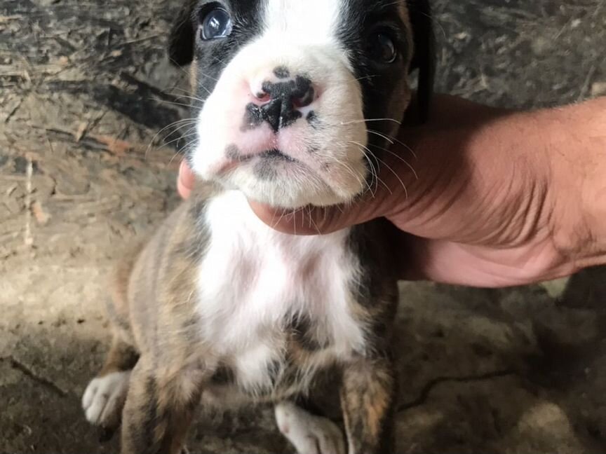 Щенки немецкого боксёра