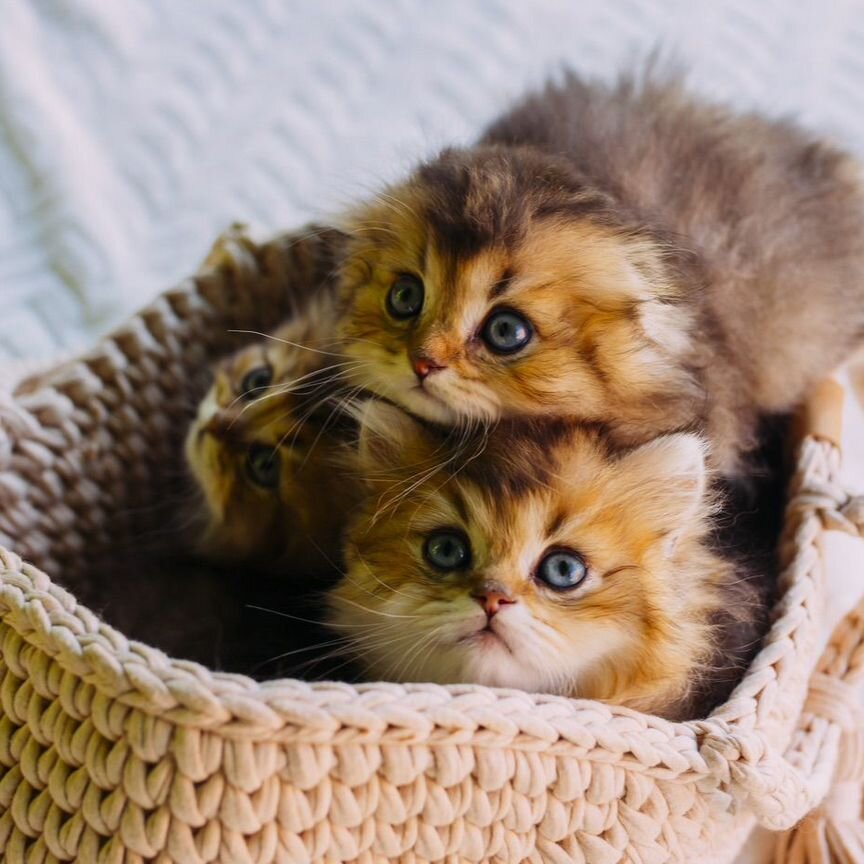 Котята хайлэнд (шотландские длинношерстные)