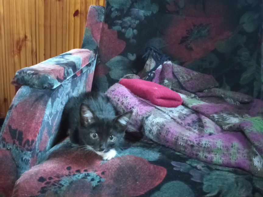 Котёнок