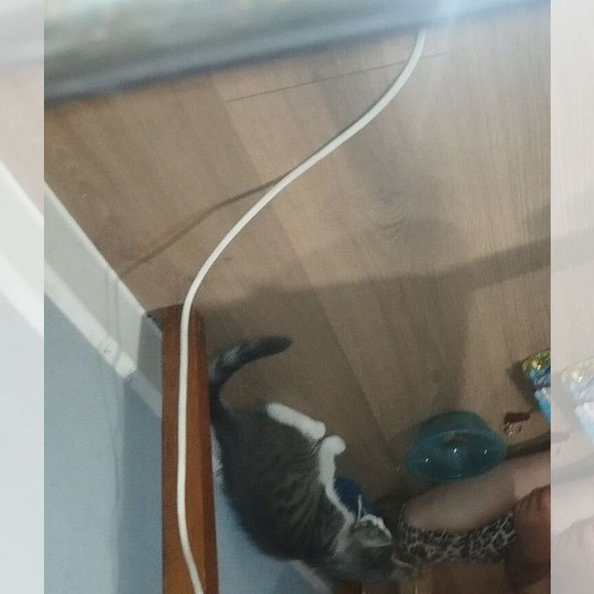 Котёнок в добрые руки