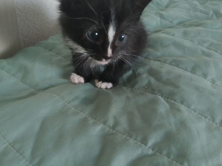 Котенок мальчик в добрые руки