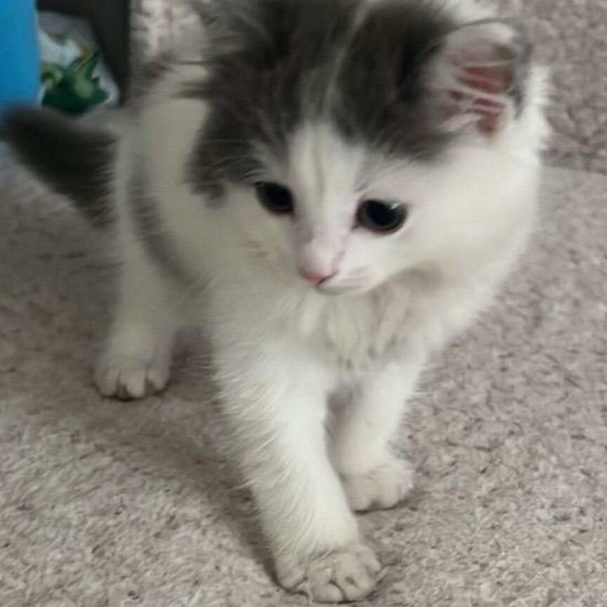 Кошка в дар