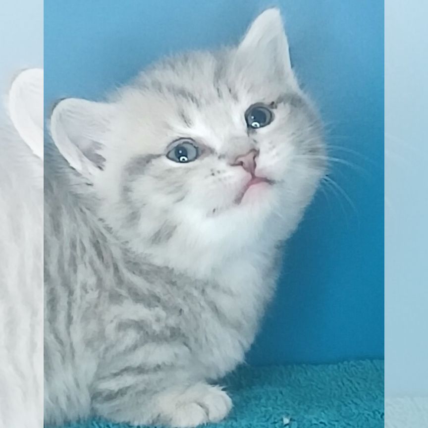 Манчкин котёнок
