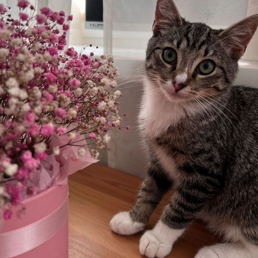Кошечка бесплатно