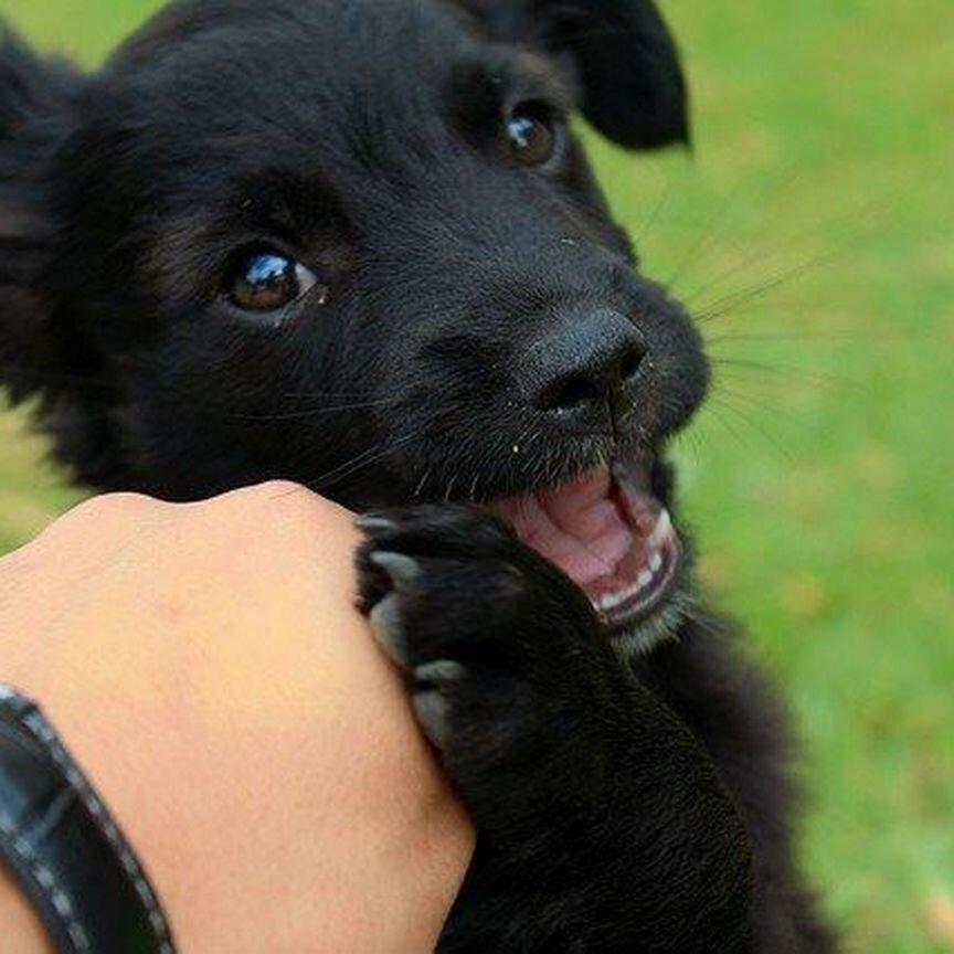 Щенок в добрые руки