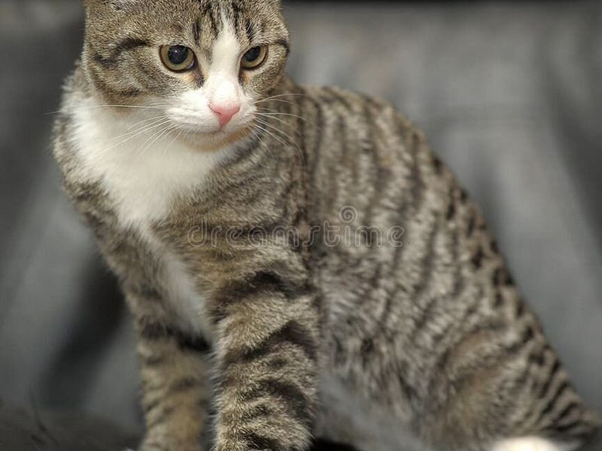 Котенок - ищу доброго хозяина