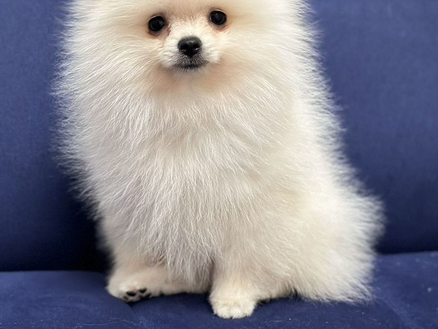 Померанский шпиц мини