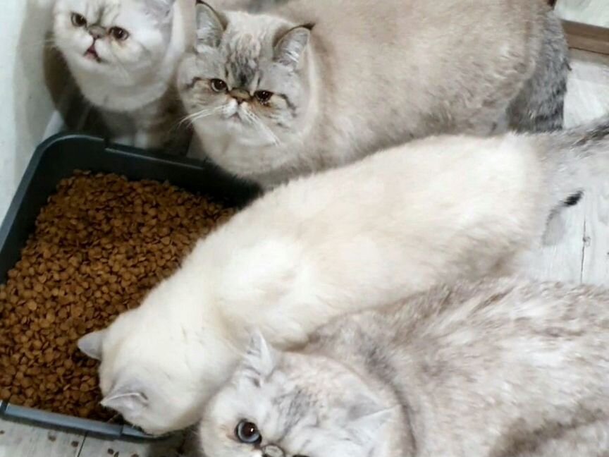 Экзотическая