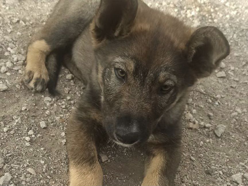 Собака овчарка щенок