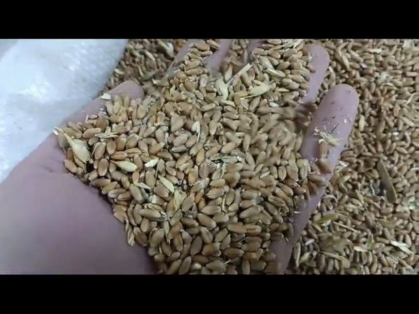 Пшеница, ячмень, овес, кукуруза