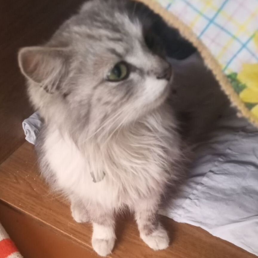 Одам котят с кошкой в добрые руки бесплатно