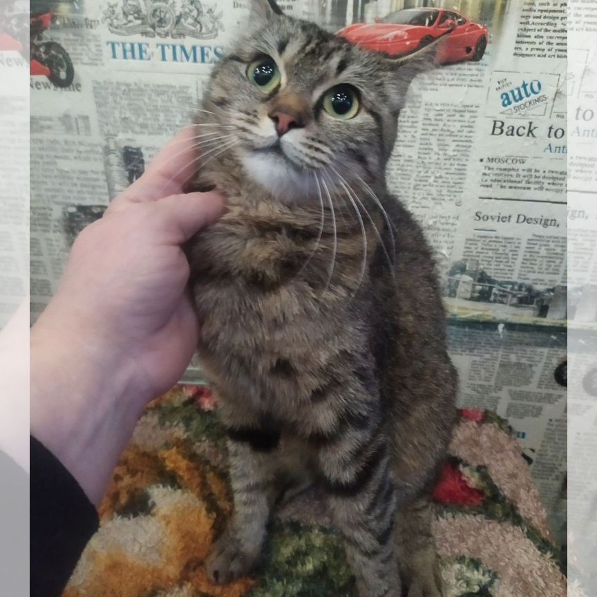 Взрослая, кошка в добрые руки