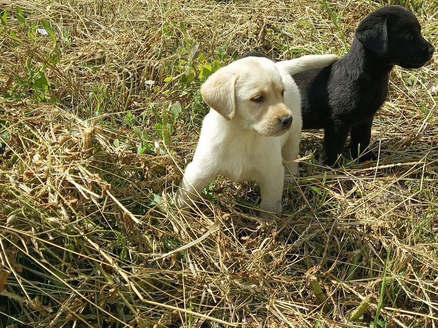 Щенки лабрадора