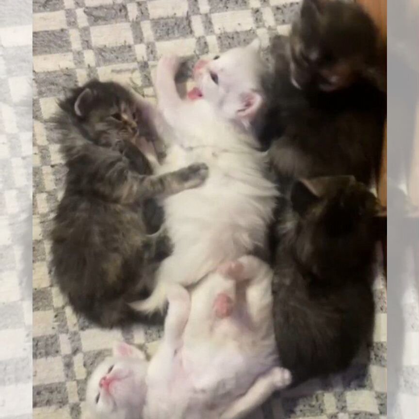 Котята в добрые руки