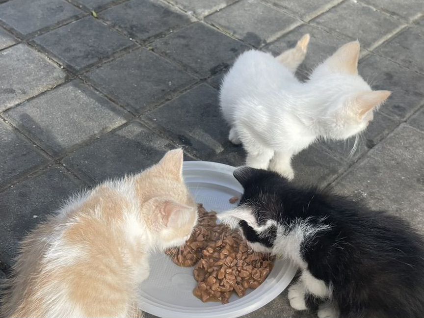 Котята в добрые руки