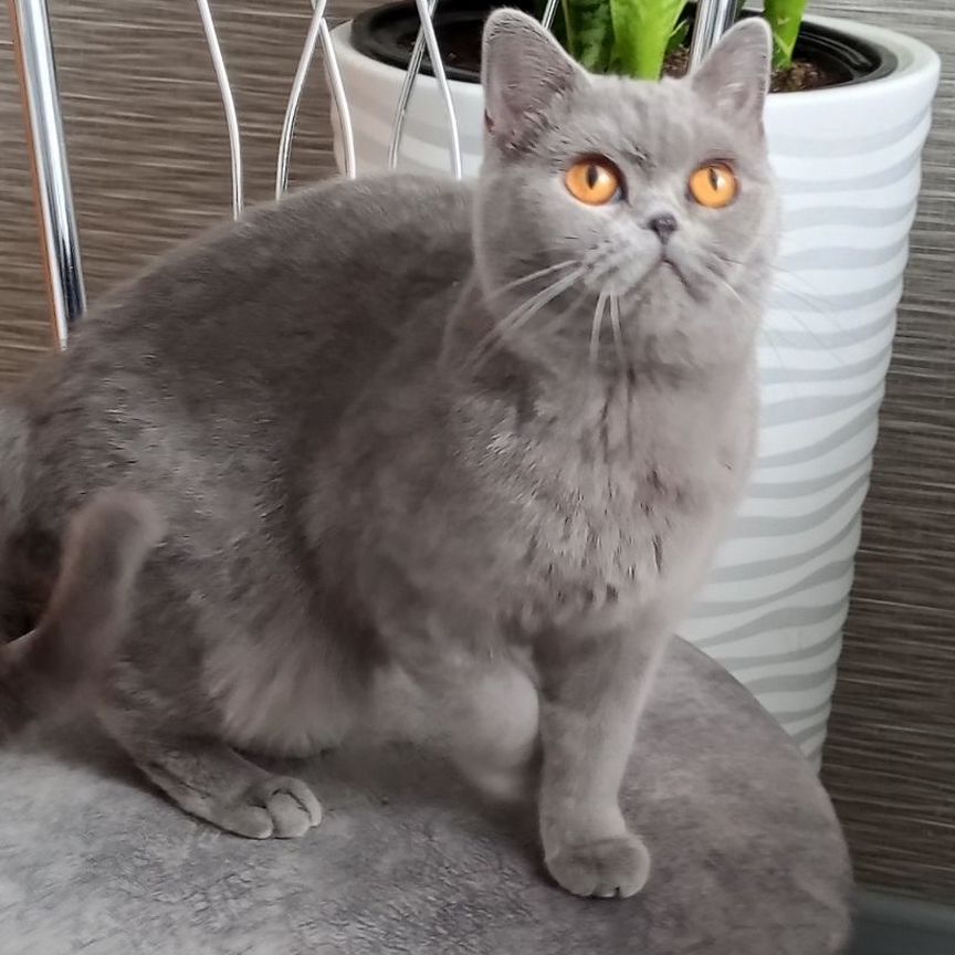 Британская голубая кошка
