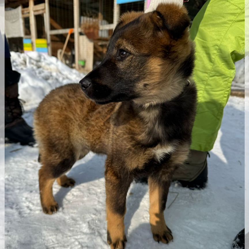 Щенок мальчик 3 месяца