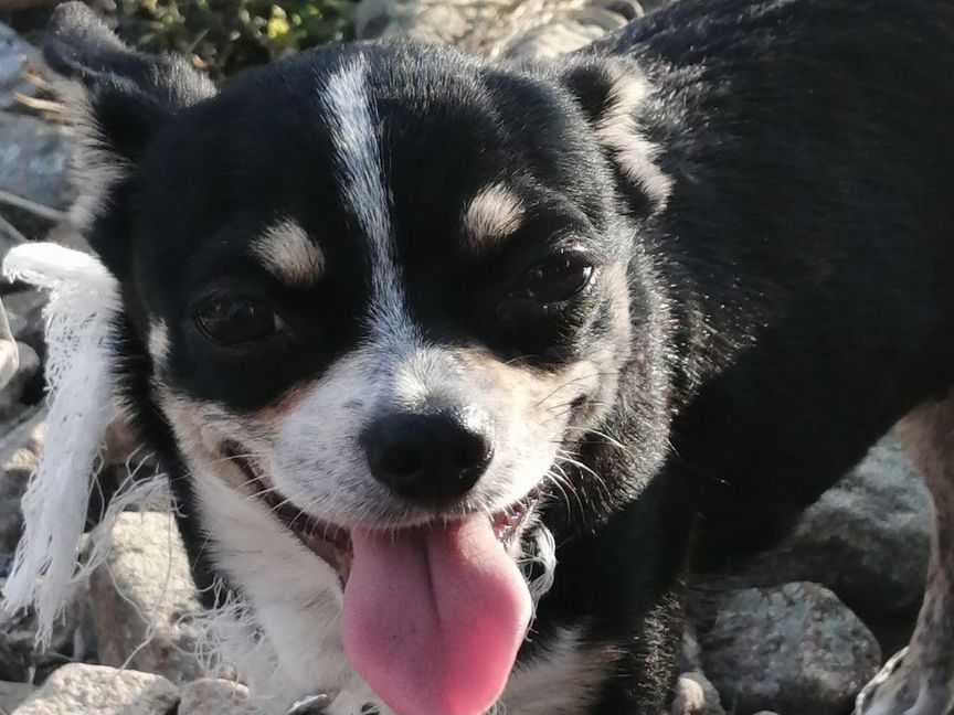 Щенки Чихуахуа бронь