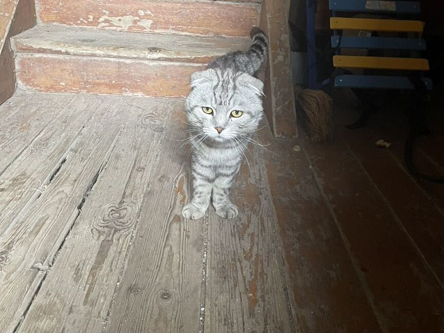 Найдет кот