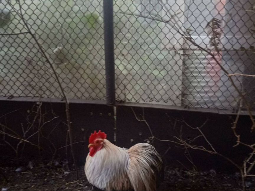 Петух декоративные кохенхины