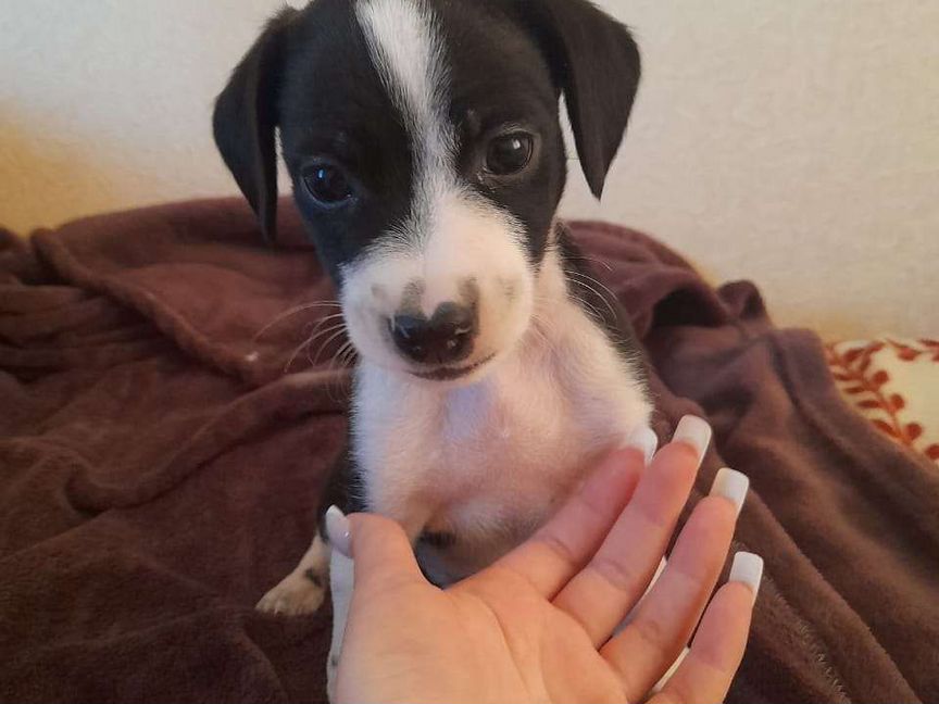 Той-терьер щенки