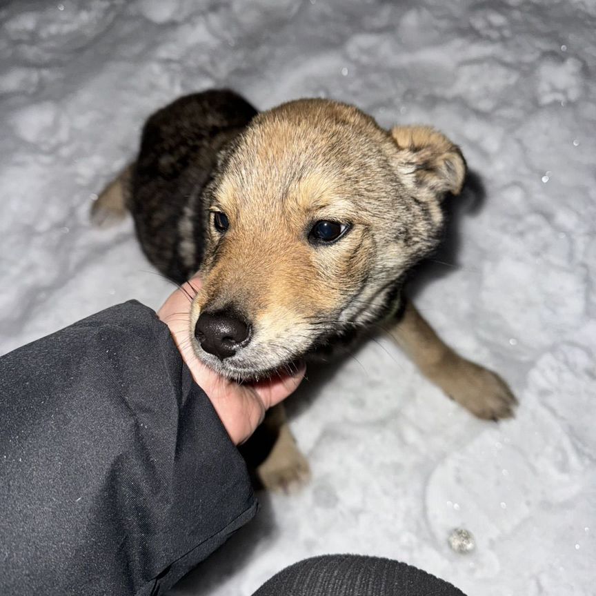 Щенок в добрые руки