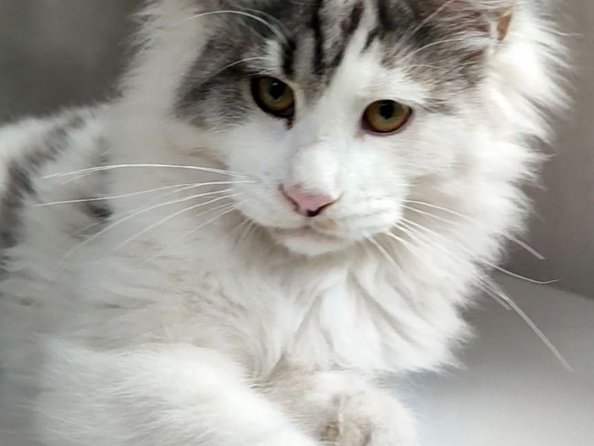 Котик мейн кун