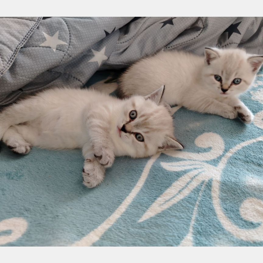 Шотландские котята вислоухие (скотиш страйт)