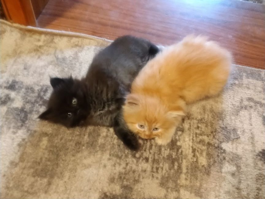 Котята в добрые руки