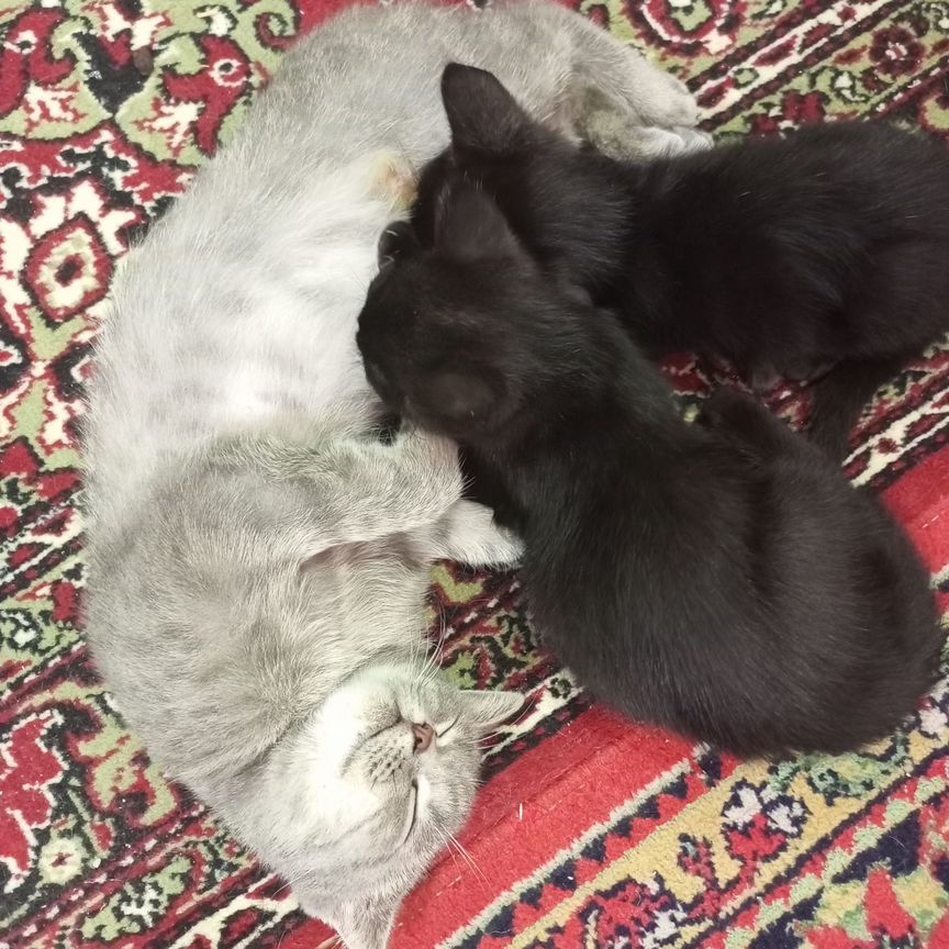 Домашние животные бесплатно котята