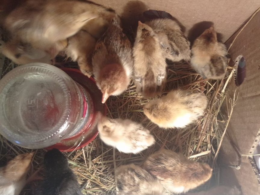 Цыпленок кучинской юбилейной