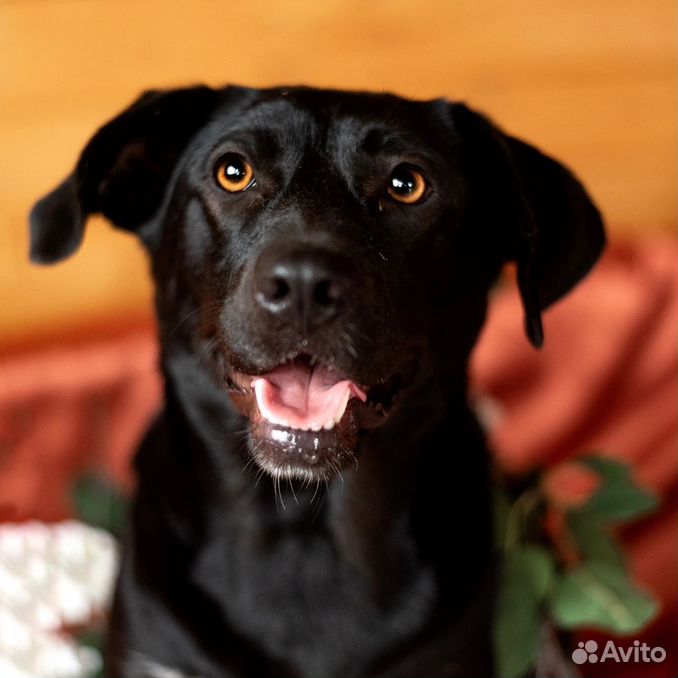 Лабрадор Марфуша ищет дом