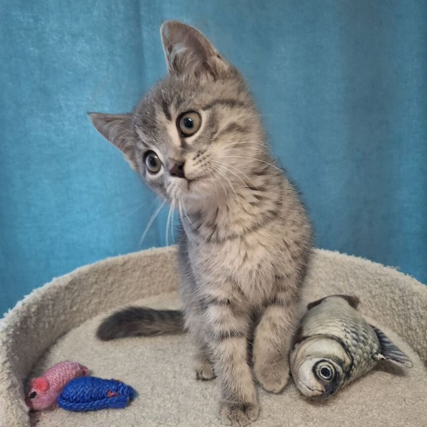 Котёнок-Дымок 2 месяца