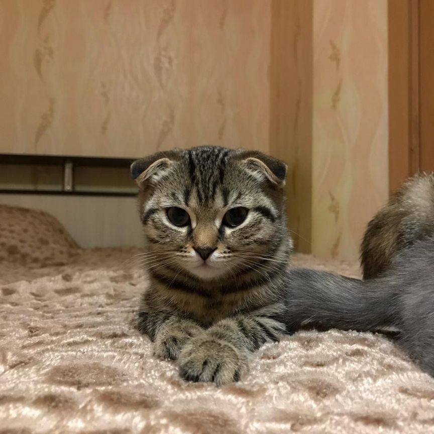 Шотландские вислоухие котики