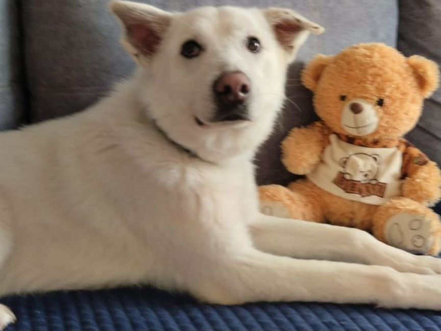 Собака Гордон