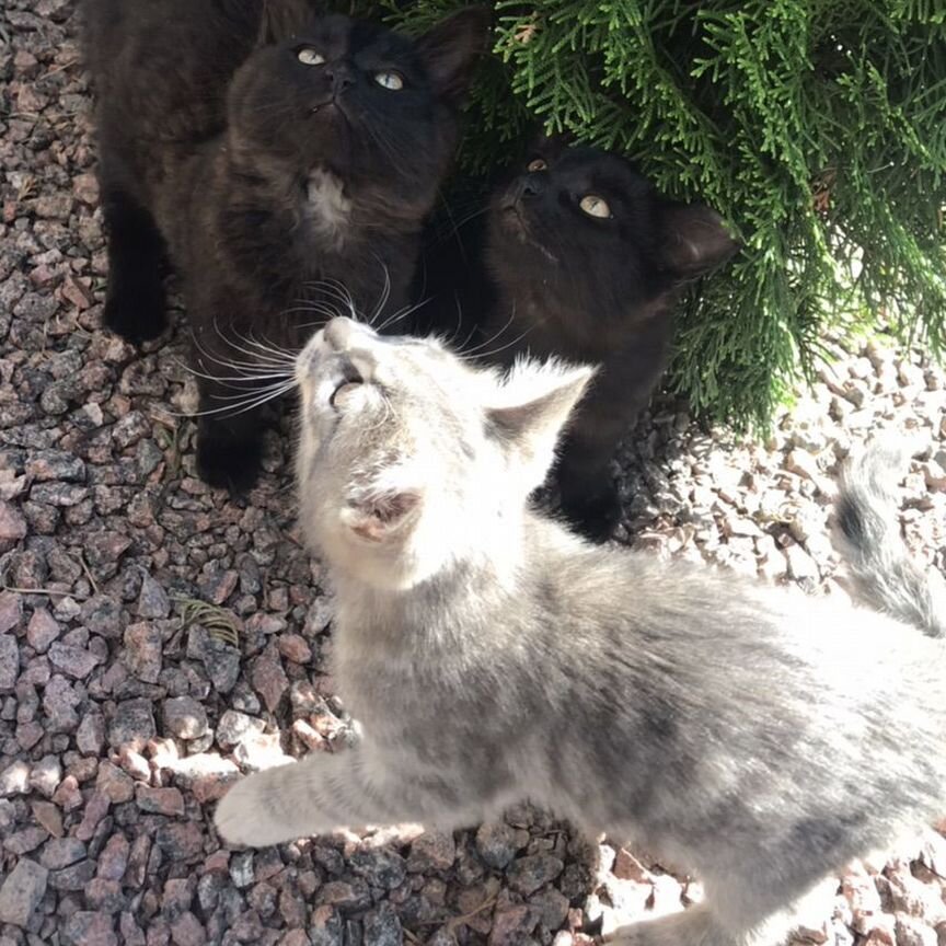 Котята в добрые руки