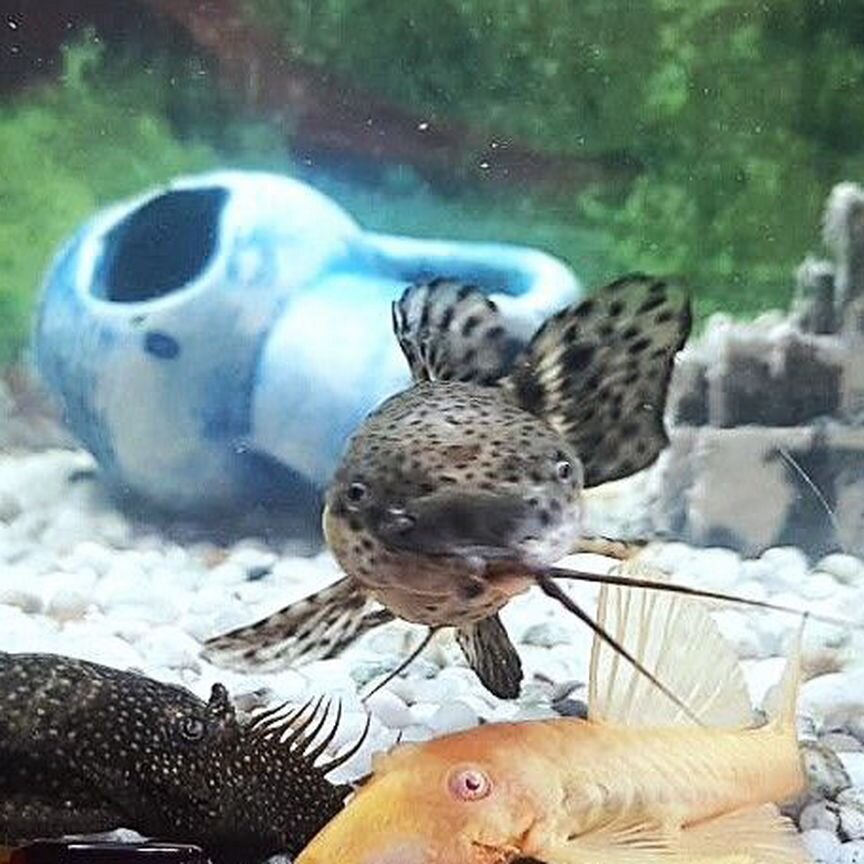 Аквариумные рыбки