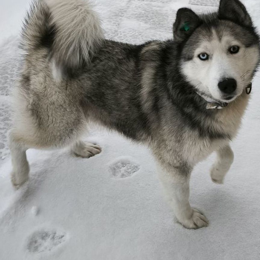 Сибирский хаски, взрослый пёс