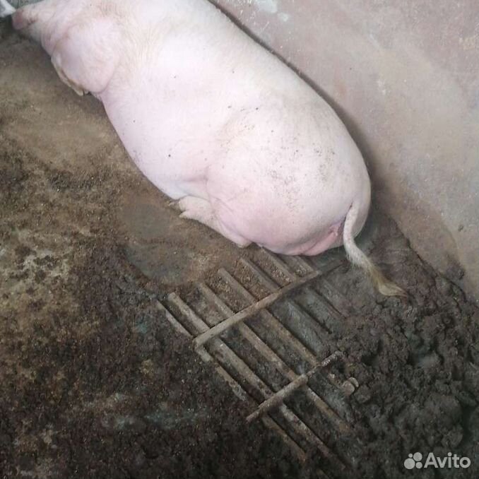 Поросенок ландрас