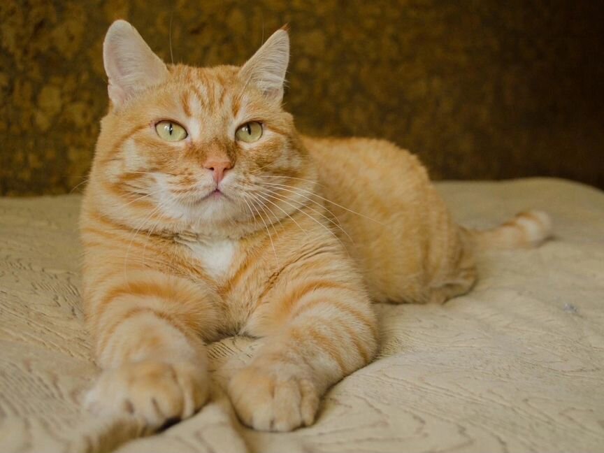 Шикарный рыжий кот Сантьяго ищет хозяев