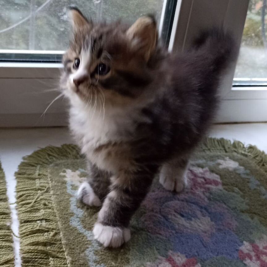 Сибирские котята питомник