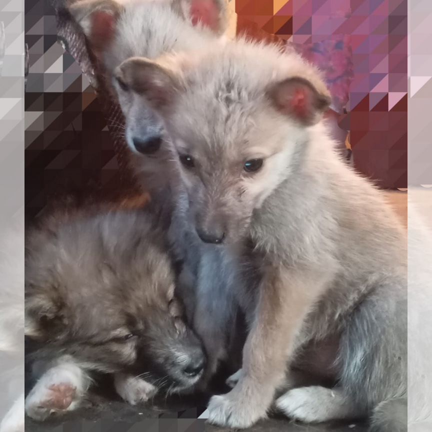 Щенок в добрые руки