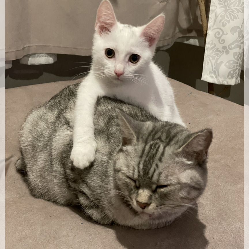 Отдам в добрые руки котёнка