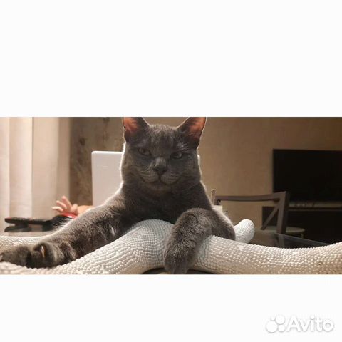 Кот русская голубая