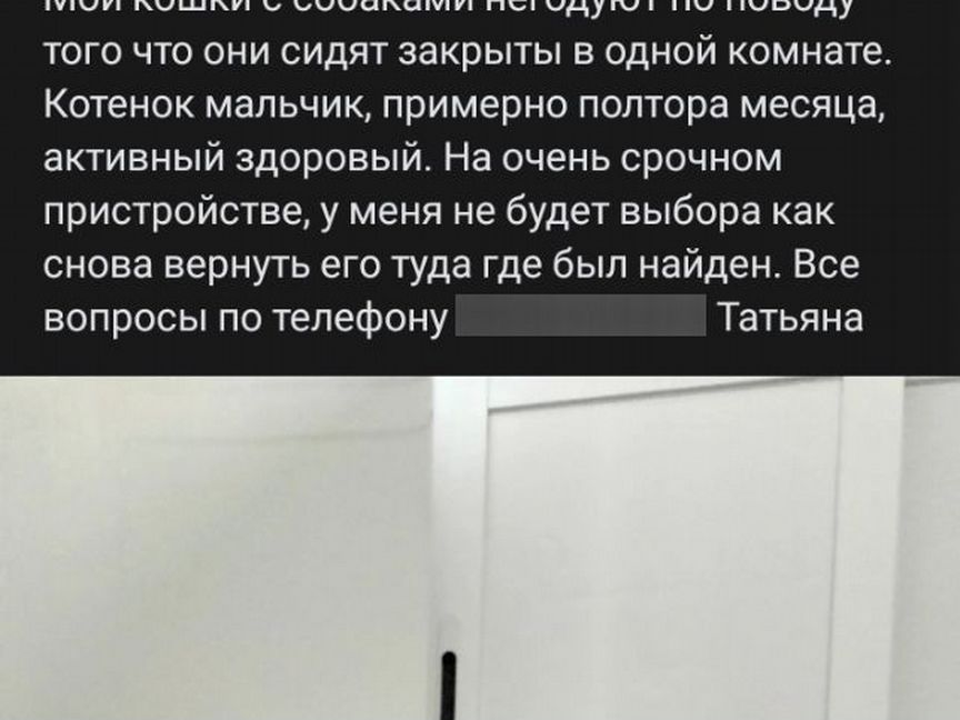 Котята с улиц