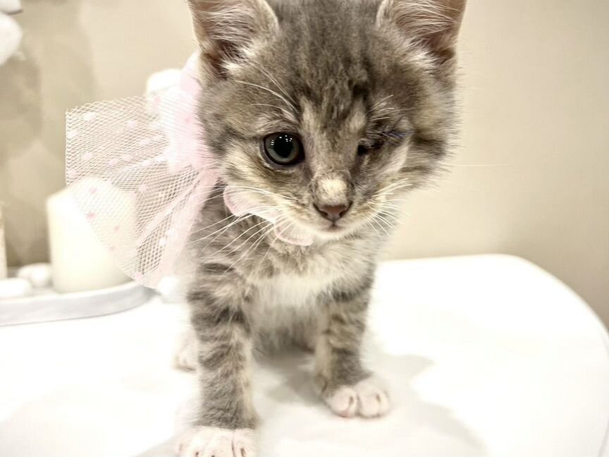 Котенок Пират ищет дом