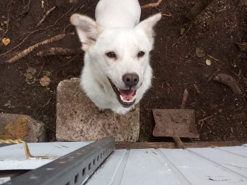 Маленькая собака в добрые руки бесплатно