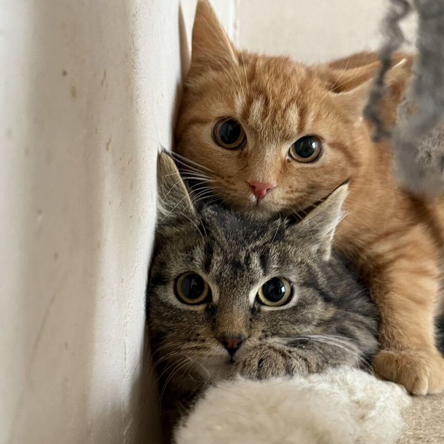 Котята 4 мес