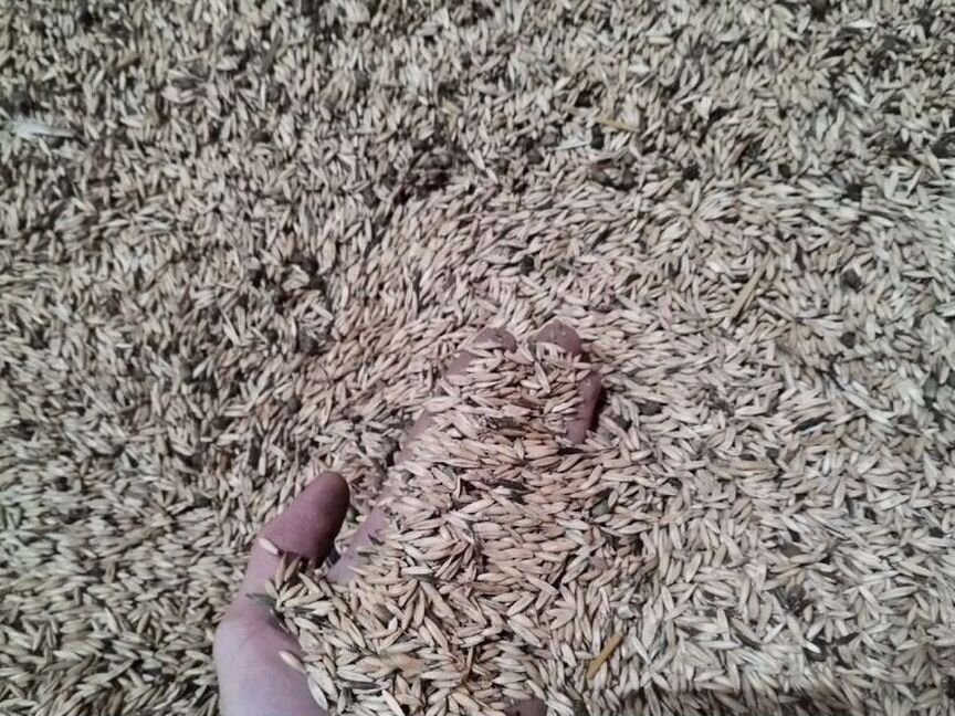 Просо, Кормовой овёс корма