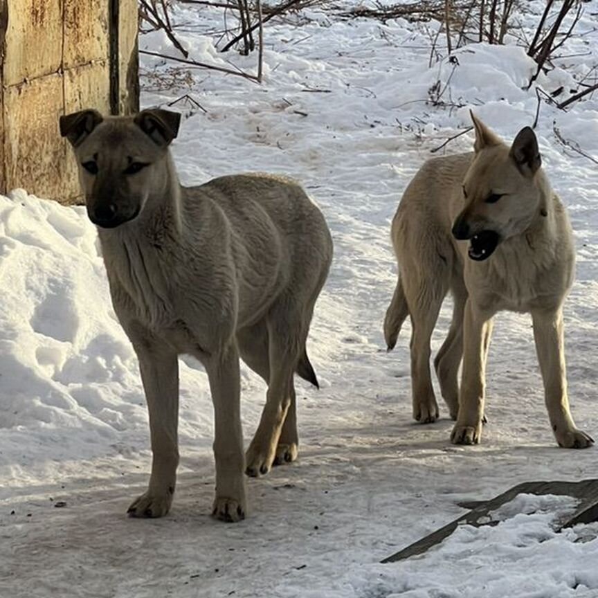 Щенок в добрые руки бесплатно - породы дворьерьеры